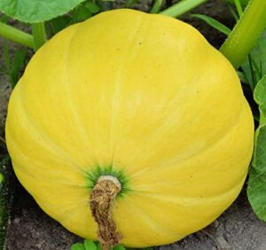 instant latch 20 yellow paris pumpkin seeds nongmo heirloom fresh garden seeds