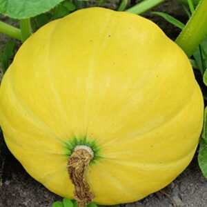 Instant Latch 20 Yellow Paris Pumpkin Seeds NonGMO Heirloom Fresh Garden Seeds