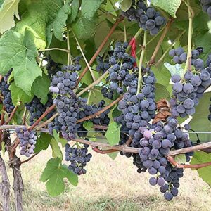 QAUZUY GARDEN 20 Muscadine Grape Seeds for Planting Outdoor Vitis rotundifolia E165, Non-GMO Seeds, Delicious and Nutritious Fruits Survival Gear Food Seeds