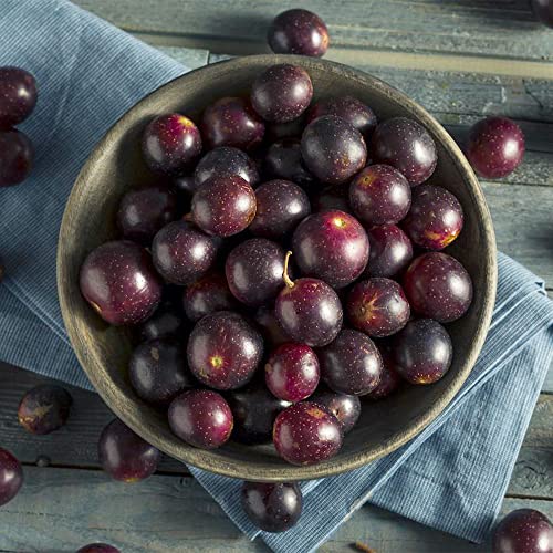 QAUZUY GARDEN 20 Muscadine Grape Seeds for Planting Outdoor Vitis rotundifolia E165, Non-GMO Seeds, Delicious and Nutritious Fruits Survival Gear Food Seeds