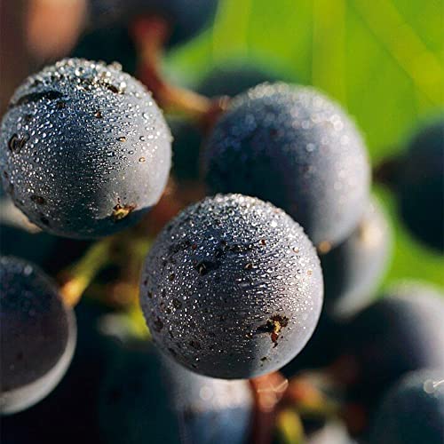 QAUZUY GARDEN 20 Muscadine Grape Seeds for Planting Outdoor Vitis rotundifolia E165, Non-GMO Seeds, Delicious and Nutritious Fruits Survival Gear Food Seeds