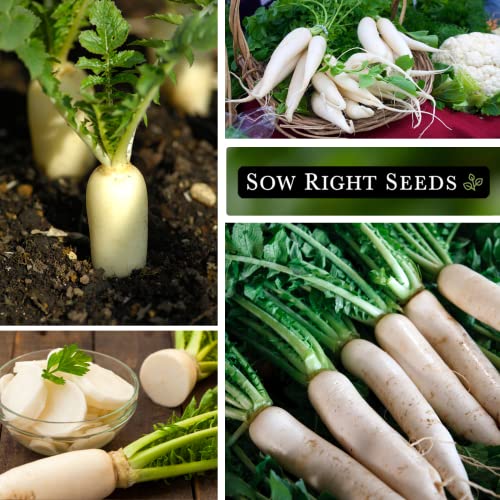 Sow Right Seeds - Japanese Minowase Daikon Radish Seed for Planting - Non-GMO Heirloom Packet with Instructions to Plant a Home Vegetable Garden - Great Gardening Gift (1)