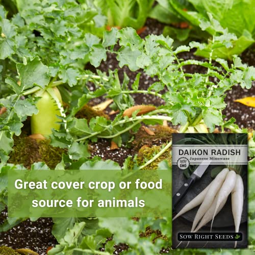 Sow Right Seeds - Japanese Minowase Daikon Radish Seed for Planting - Non-GMO Heirloom Packet with Instructions to Plant a Home Vegetable Garden - Great Gardening Gift (1)