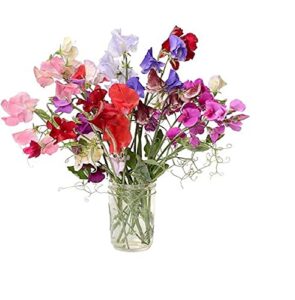 david’s garden seeds flower sweet pea royal mix fba-1319 (multi) 50 non-gmo, heirloom seeds