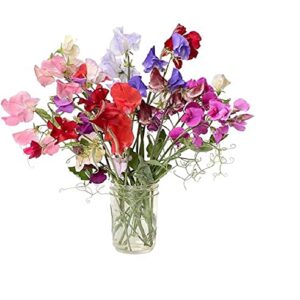 David's Garden Seeds Flower Sweet Pea Royal Mix FBA-1319 (Multi) 50 Non-GMO, Heirloom Seeds