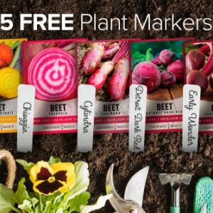 Beet Seeds for Planting Home Garden - 5 Variety Pack Detroit Dark Red, Golden Detroit, Early Wonder, Cylindria and Chioggia Great for Spring, Summer, Fall, Heirloom Veggie Seeds by Gardeners Basics