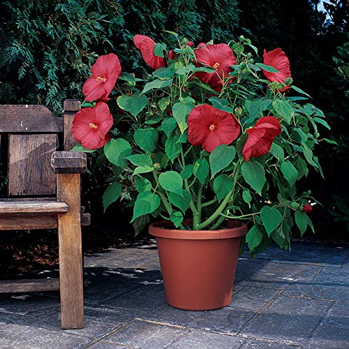 Outsidepride Hardy Hibiscus Luna Red Garden & Container Plant Flower Seed - 10 Seeds