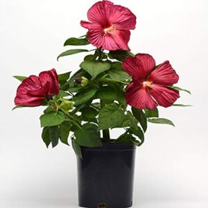 Outsidepride Hardy Hibiscus Luna Red Garden & Container Plant Flower Seed - 10 Seeds