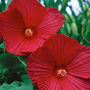 Outsidepride Hardy Hibiscus Luna Red Garden & Container Plant Flower Seed - 10 Seeds