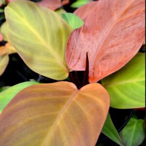 Philodendron Plant Prince of Orange Live Plant - 4'' Pot Houseplant Ornaments Perennials Garden Growing Planting Can Grow Well Pots Gift