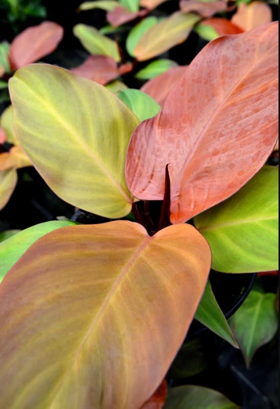 Philodendron Plant Prince of Orange Live Plant - 4'' Pot Houseplant Ornaments Perennials Garden Growing Planting Can Grow Well Pots Gift