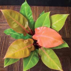 Philodendron Plant Prince of Orange Live Plant - 4'' Pot Houseplant Ornaments Perennials Garden Growing Planting Can Grow Well Pots Gift