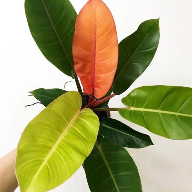 Philodendron Plant Prince of Orange Live Plant - 4'' Pot Houseplant Ornaments Perennials Garden Growing Planting Can Grow Well Pots Gift