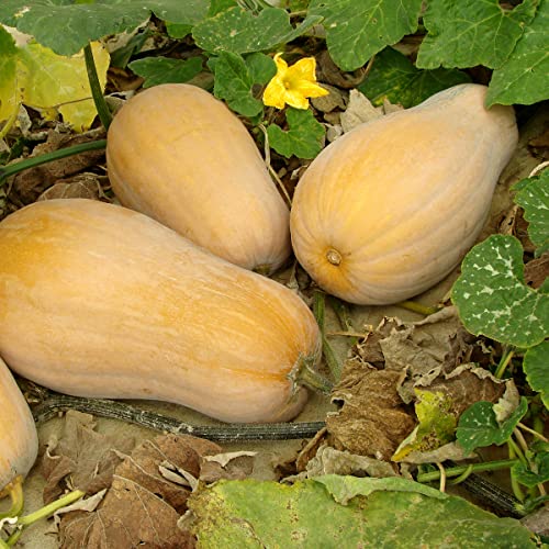 The Old Farmer's Almanac Heirloom Winter Squash Seeds (Waltham Butternut) - Approx 40 Seeds - Non-GMO, Open Pollinated, USA Origin