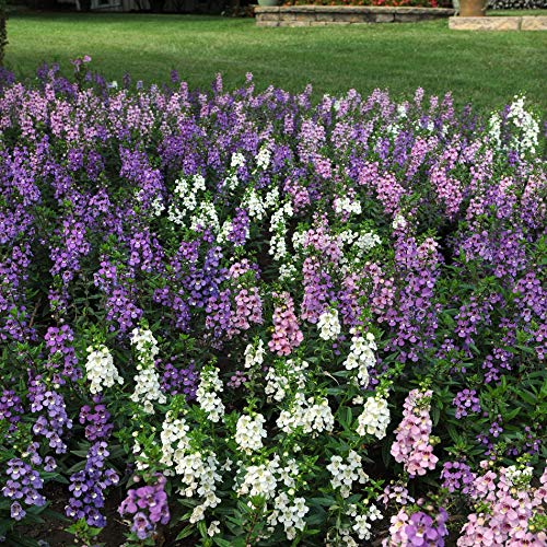 Outsidepride Angelonia Serena Summer Snapdragon Garden Flower Plant Seed Mix - 40 Seeds