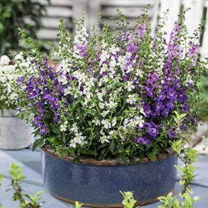 Outsidepride Angelonia Serena Summer Snapdragon Garden Flower Plant Seed Mix - 40 Seeds