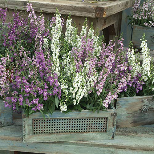 Outsidepride Angelonia Serena Summer Snapdragon Garden Flower Plant Seed Mix - 40 Seeds