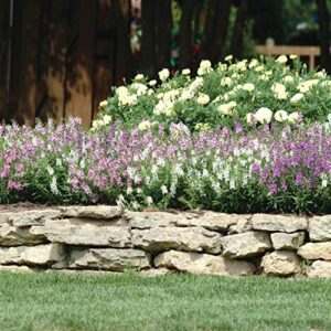 Outsidepride Angelonia Serena Summer Snapdragon Garden Flower Plant Seed Mix - 40 Seeds