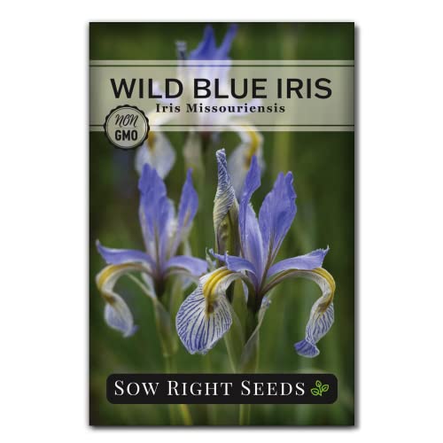 Sow Right Seeds - Wild Blue Iris Flower Seeds for Planting - Florist Favorites - Beautiful Flowers to Plant in Your Garden - Non-GMO Heirloom Seeds - Native Perennial - Wonderful Gardening Gifts