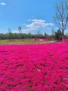 seeds of strength thyme seeds – 2000 mix red creeping thymus ground cover bulk for planting flower home garden