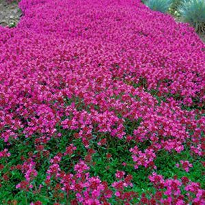 Seeds Of Strength Thyme Seeds - 2000 Mix Red Creeping Thymus Ground Cover Bulk for Planting Flower Home Garden