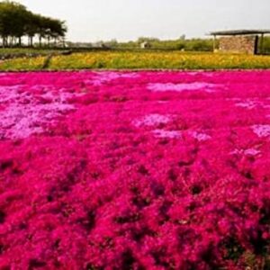 Seeds Of Strength Thyme Seeds - 2000 Mix Red Creeping Thymus Ground Cover Bulk for Planting Flower Home Garden