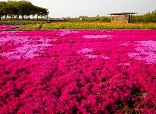 Seeds Of Strength Thyme Seeds - 2000 Mix Red Creeping Thymus Ground Cover Bulk for Planting Flower Home Garden