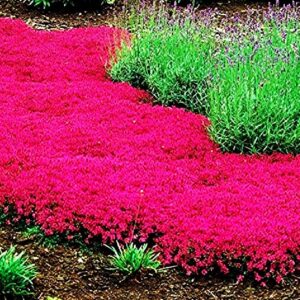 Seeds Of Strength Thyme Seeds - 2000 Mix Red Creeping Thymus Ground Cover Bulk for Planting Flower Home Garden