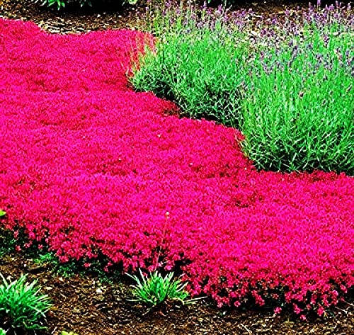 Seeds Of Strength Thyme Seeds - 2000 Mix Red Creeping Thymus Ground Cover Bulk for Planting Flower Home Garden