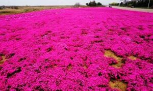 Seeds Of Strength Thyme Seeds - 2000 Mix Red Creeping Thymus Ground Cover Bulk for Planting Flower Home Garden