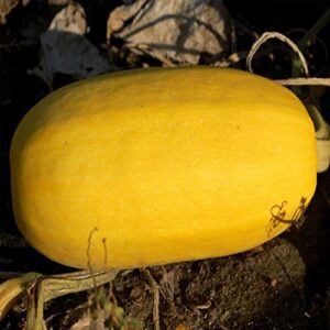 vegetable spaghetti winter squash garden seeds – 1 oz – organic, heirloom, non-gmo – vegetable gardening seed