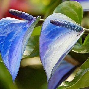 qauzuy garden 100 seeds blue anthurium-tailflower flamingo laceleaf flower seeds tropical  exotic plant purify indoor air velvet cardboard easy to grow & maintain