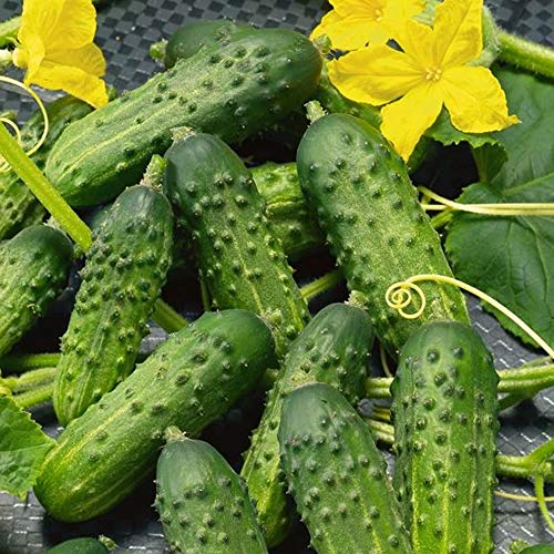 Organic Calypso Cucumber - 1 Gram ~25-35 Seeds - Non-GMO, Organic, Hybrid F1 - Farm & Garden Vegetable Gardening Seeds