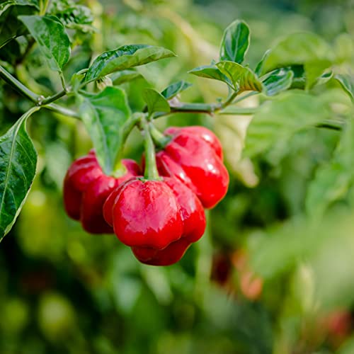 David's Garden Seeds Pepper Hot Scotch Bonnet Red 4159 (Red) 25 Non-GMO, Heirloom Seeds