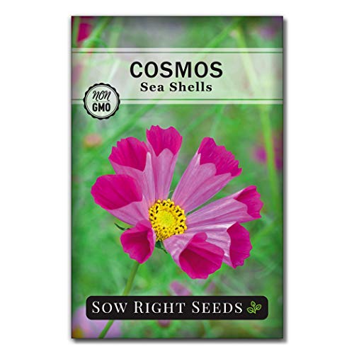 Sow Right Seeds -Sea Shells Cosmos Flower Seed for Planting, Beautiful Flowers to Plant in Your Garden; Non-GMO Heirloom Seeds; Wonderful Gardening Gifts (1)