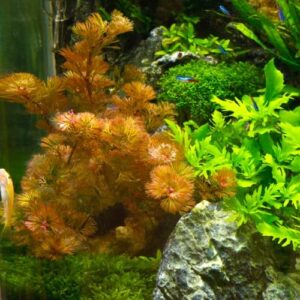 Red Cabomba Aquarium Plants Live for Growing Indoor, 5 Stems, 4 Inches to 6 Inches Tall, Planting Ornaments Perennial Garden Simple to Grow Pots Gifts