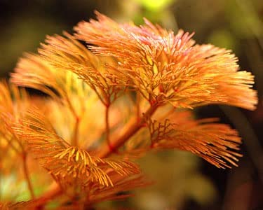 Red Cabomba Aquarium Plants Live for Growing Indoor, 5 Stems, 4 Inches to 6 Inches Tall, Planting Ornaments Perennial Garden Simple to Grow Pots Gifts