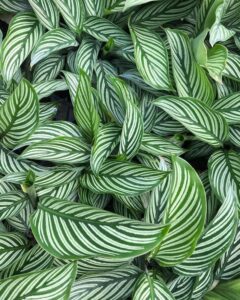 calathea vittata (peacock plant) live plant for garden – 2″ pot live plant