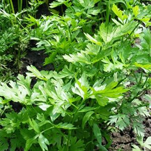 chuxay garden 50 seeds apium graveolens,smallage,wild celery, celery high yielding vegetable green organic survival gear food seeds edible plant fast harvest