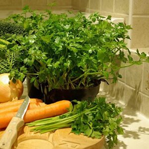 CHUXAY GARDEN 50 Seeds Apium Graveolens,Smallage,Wild Celery, Celery High Yielding Vegetable Green Organic Survival Gear Food Seeds Edible Plant Fast Harvest