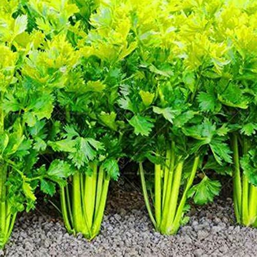 CHUXAY GARDEN 50 Seeds Apium Graveolens,Smallage,Wild Celery, Celery High Yielding Vegetable Green Organic Survival Gear Food Seeds Edible Plant Fast Harvest