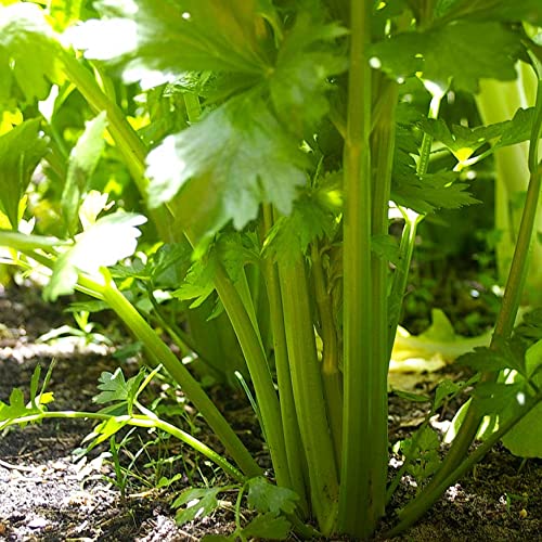 CHUXAY GARDEN 50 Seeds Apium Graveolens,Smallage,Wild Celery, Celery High Yielding Vegetable Green Organic Survival Gear Food Seeds Edible Plant Fast Harvest