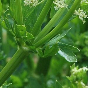 CHUXAY GARDEN 50 Seeds Apium Graveolens,Smallage,Wild Celery, Celery High Yielding Vegetable Green Organic Survival Gear Food Seeds Edible Plant Fast Harvest