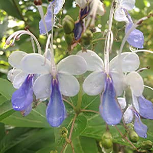 Blue Butterfly Bush Tropical Live Plant Clerodendrum Ugandense Unique Unusual Shaped Flower Starter Size Emeralds TM