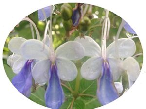 blue butterfly bush tropical live plant clerodendrum ugandense unique unusual shaped flower starter size emeralds tm