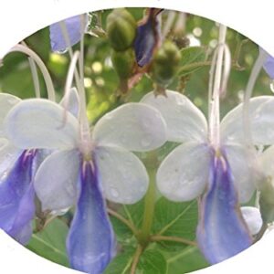 Blue Butterfly Bush Tropical Live Plant Clerodendrum Ugandense Unique Unusual Shaped Flower Starter Size Emeralds TM