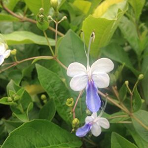 Blue Butterfly Bush Tropical Live Plant Clerodendrum Ugandense Unique Unusual Shaped Flower Starter Size Emeralds TM