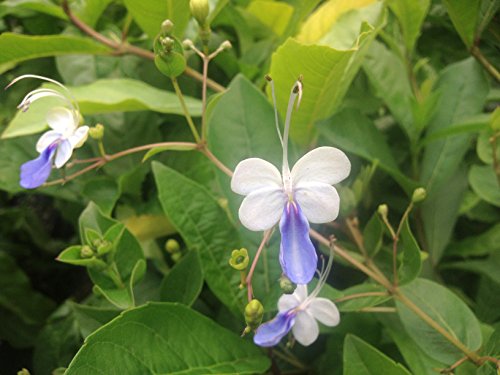 Blue Butterfly Bush Tropical Live Plant Clerodendrum Ugandense Unique Unusual Shaped Flower Starter Size Emeralds TM