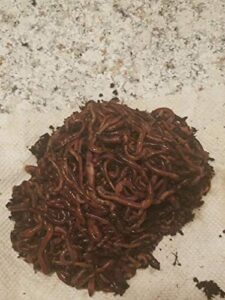 wwjd red wigglers 150 count worm. organically raised. delivered live fast