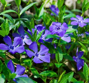 mokalala 100 pcs vinca minor seeds | non-gmo | evergreen ground cover plants fresh garden seeds, gardeners choice!